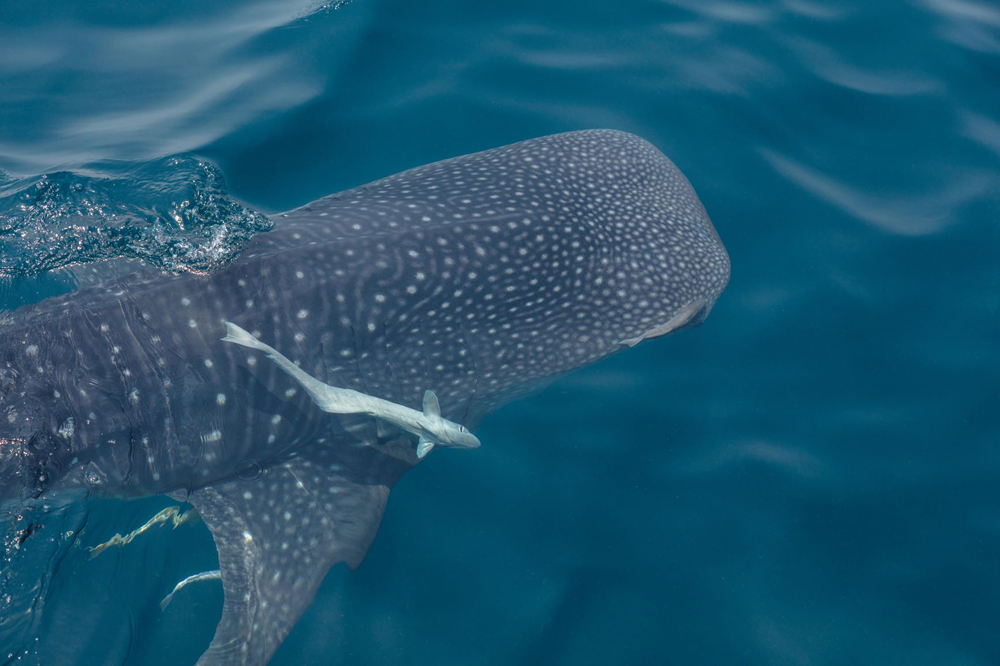 Discover Qatar holds season’s first Whale Sharks viewing | The ...
