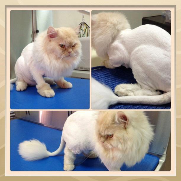 Happy International Cat Day: 9 places in Qatar to pamper your feline ...
