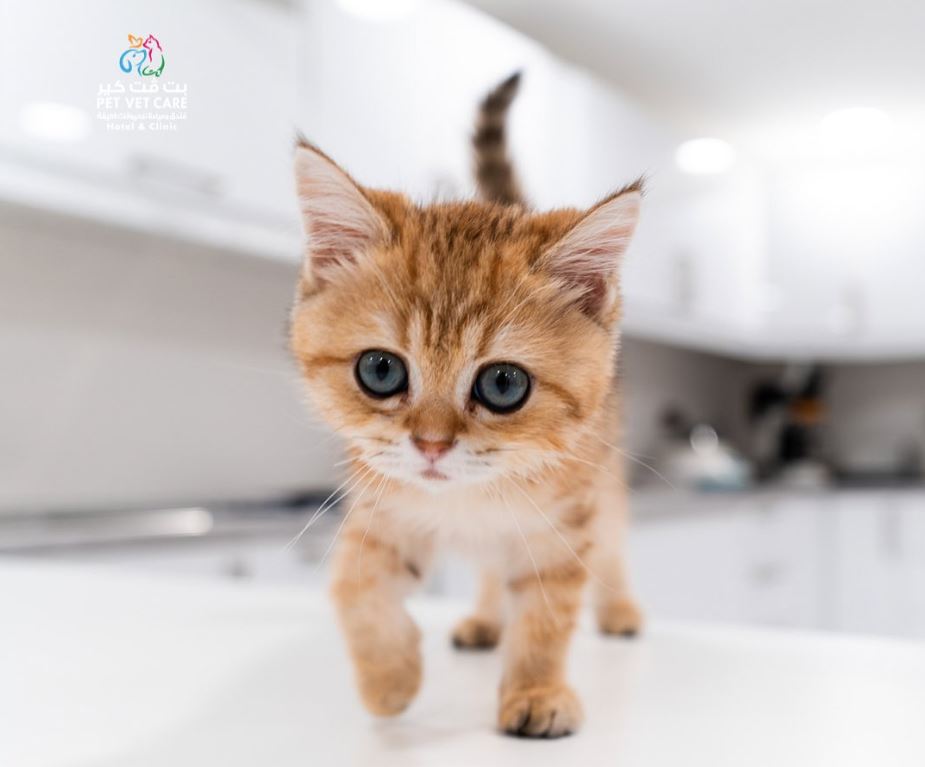 Happy International Cat Day: 9 places in Qatar to pamper your feline ...