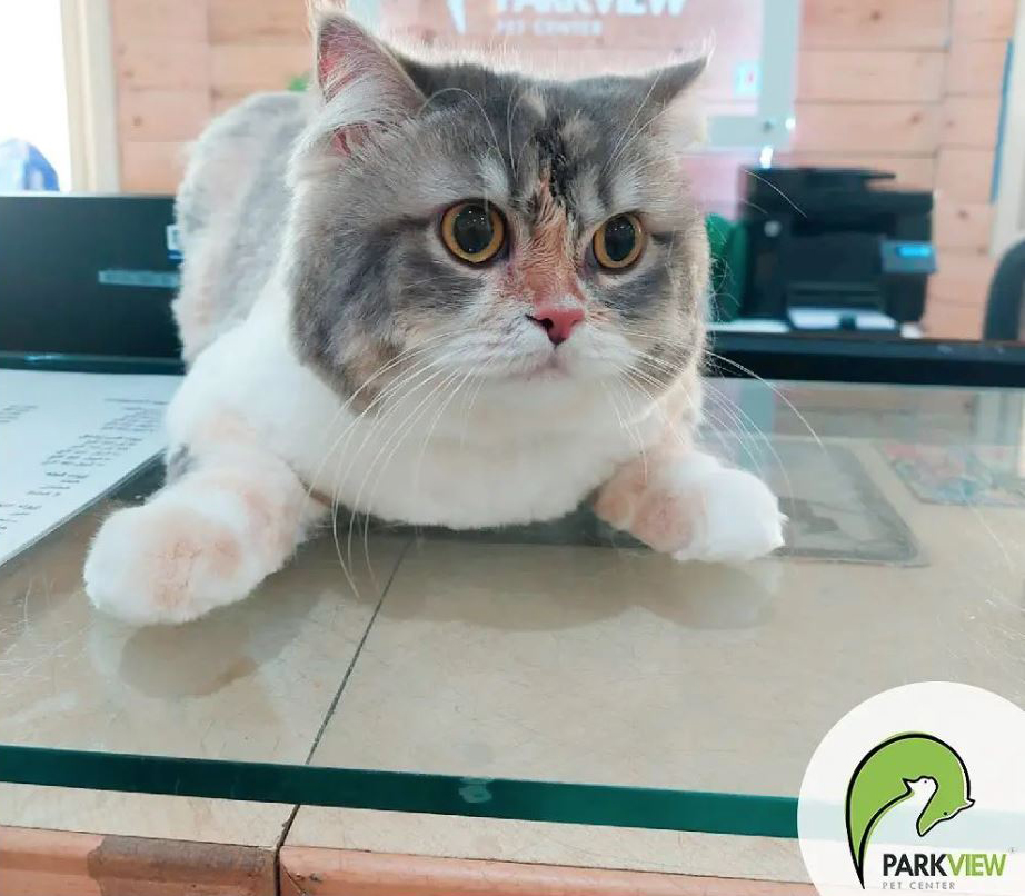 Happy International Cat Day: 9 places in Qatar to pamper your feline ...