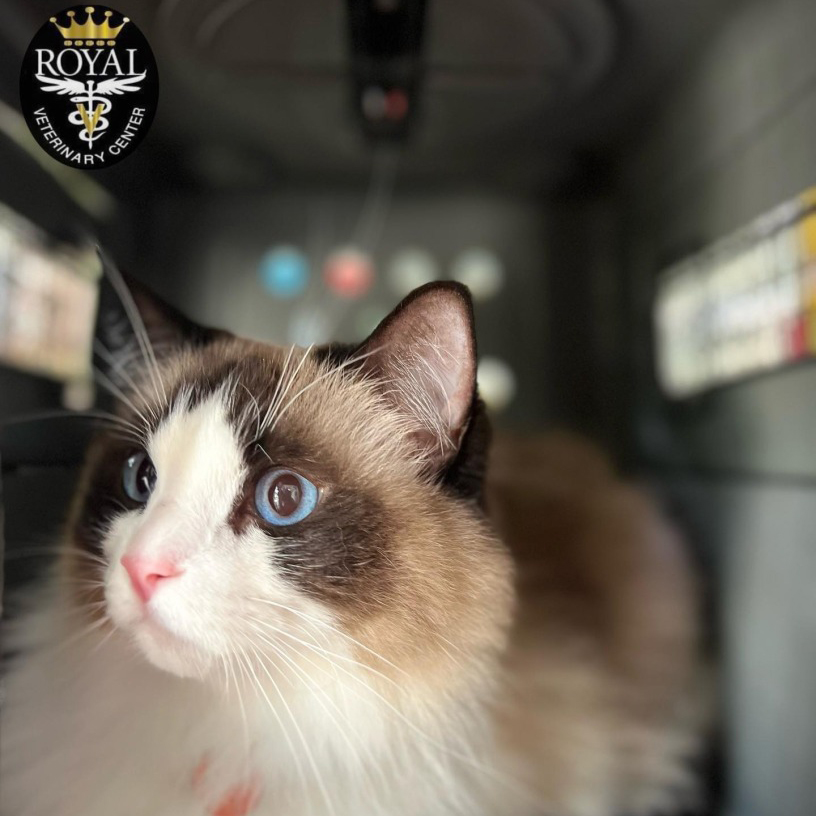 Happy International Cat Day: 9 places in Qatar to pamper your feline ...