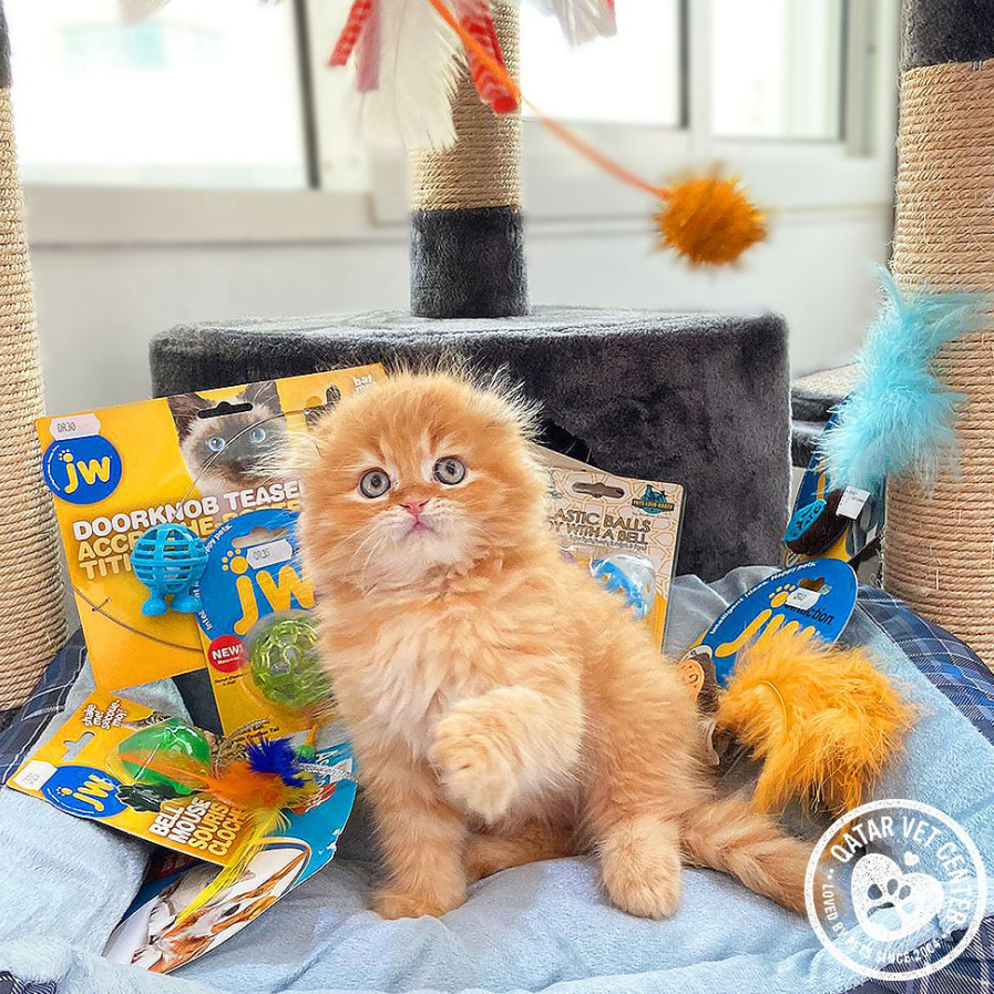 Happy International Cat Day: 9 places in Qatar to pamper your feline ...