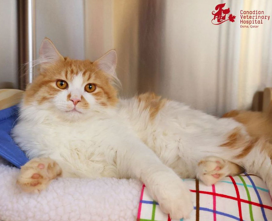 Happy International Cat Day: 9 places in Qatar to pamper your feline ...
