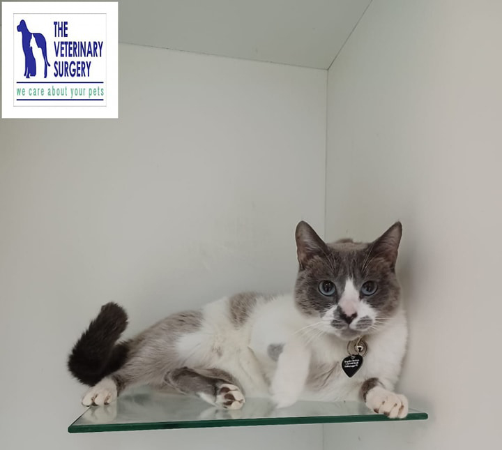 Happy International Cat Day: 9 places in Qatar to pamper your feline ...