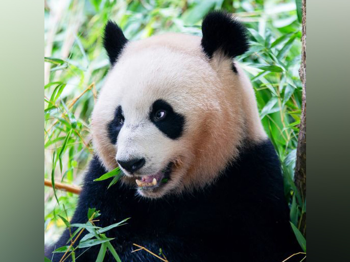 Giant panda Fan Xing leaves a Dutch zoo for her home country China ...