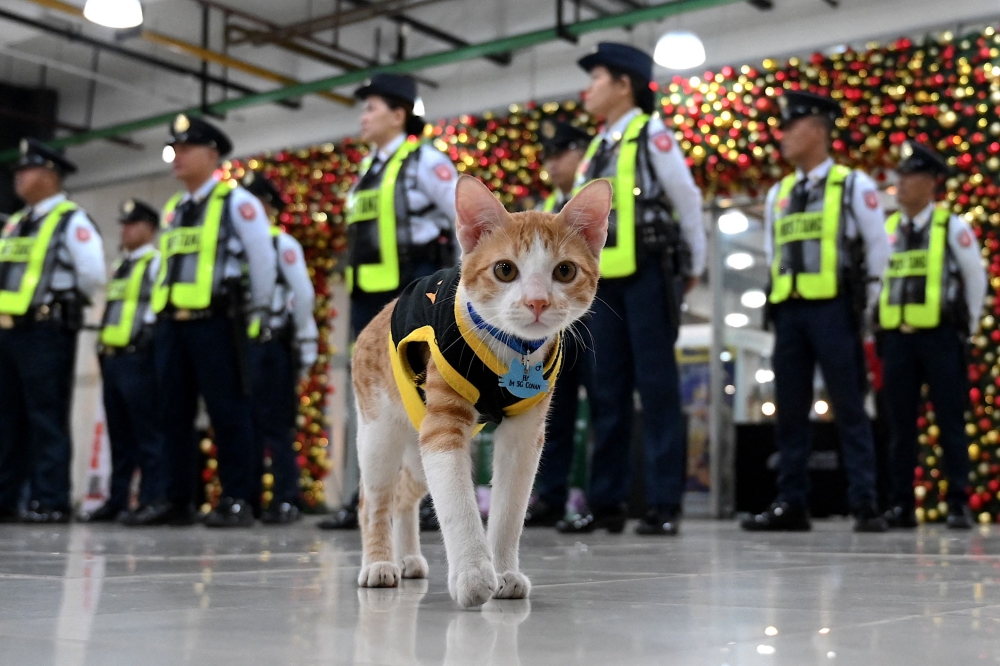 Paw patrol: Philippine security guards adopt stray cats | The Peninsula ...