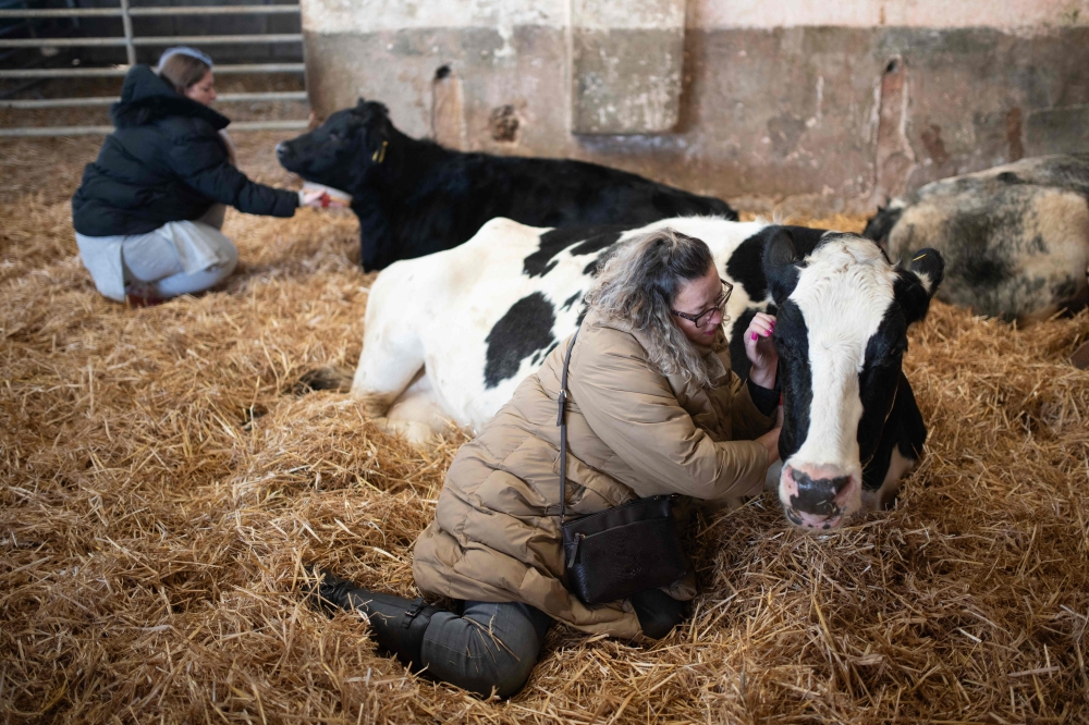 Feeling stressed? Cuddle a cow, says UK dairy farm | The Peninsula Qatar