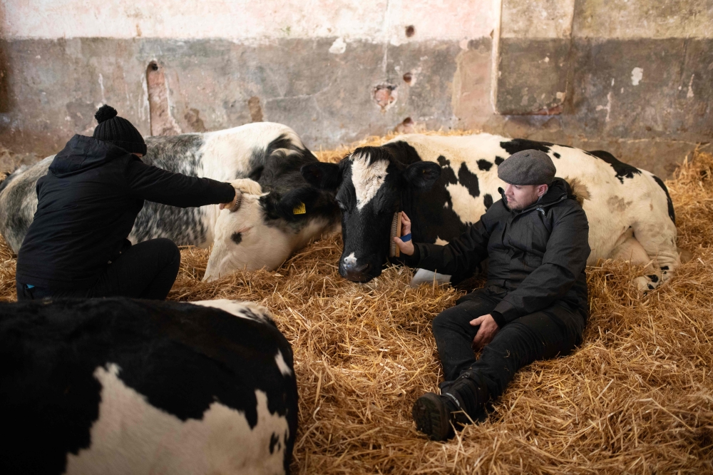 Feeling stressed? Cuddle a cow, says UK dairy farm | The Peninsula Qatar