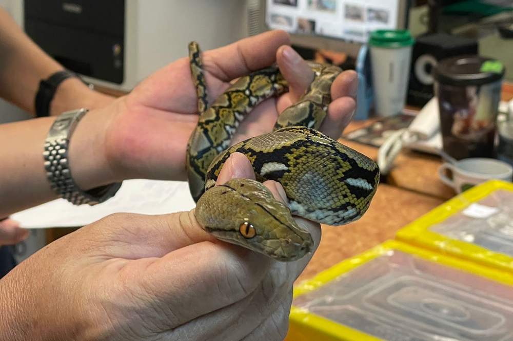 Mongolian arrested trying to smuggle komodo dragons, pythons out of ...
