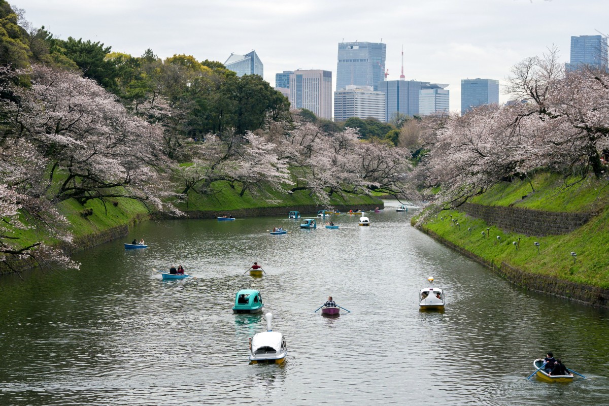 Tokyo crowds revel as cherry blossoms reach full bloom | The Peninsula ...