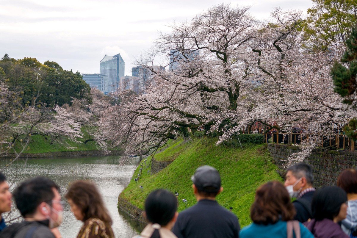 Tokyo crowds revel as cherry blossoms reach full bloom | The Peninsula ...