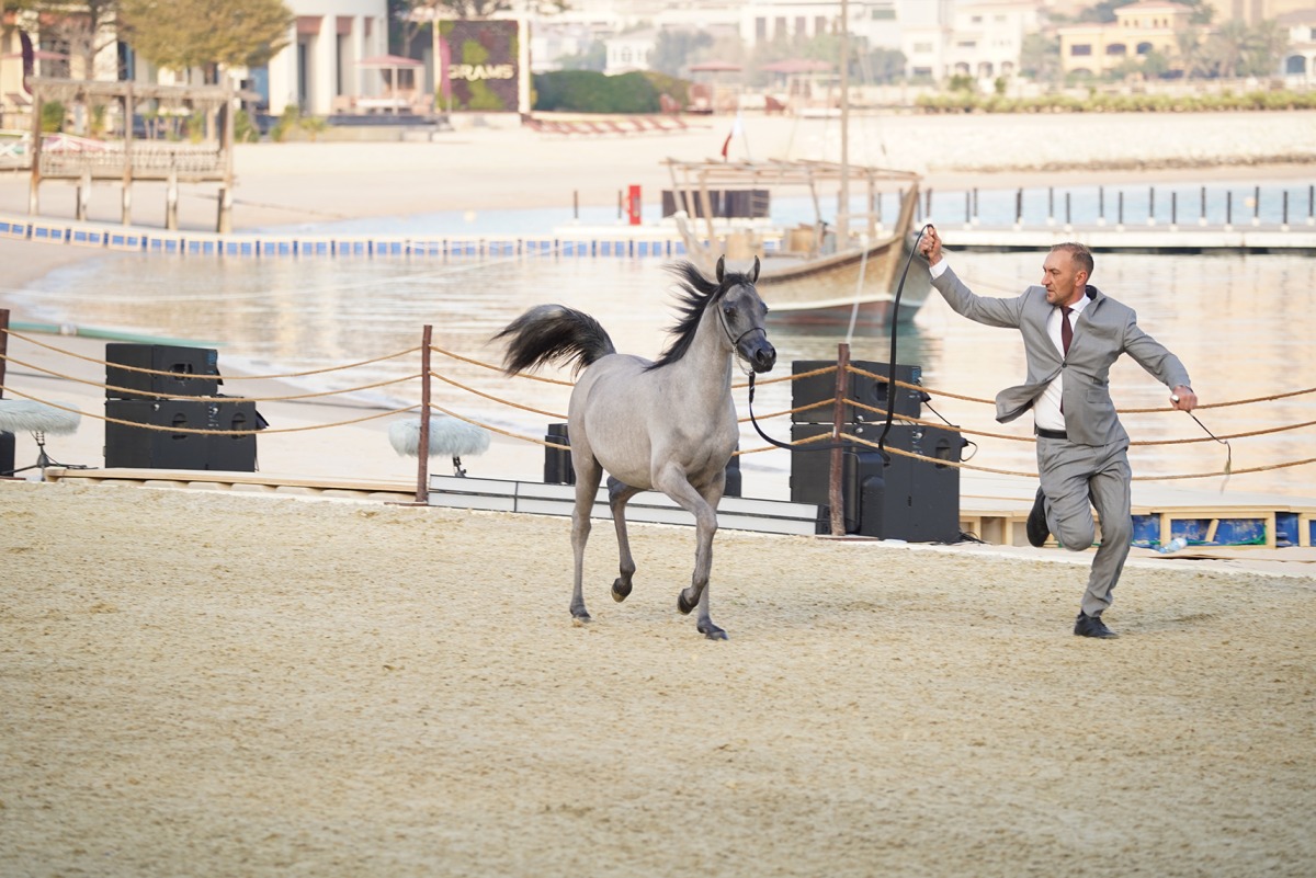 Champions shine on final day of Arabian Peninsula Horse Show at KIAHF ...