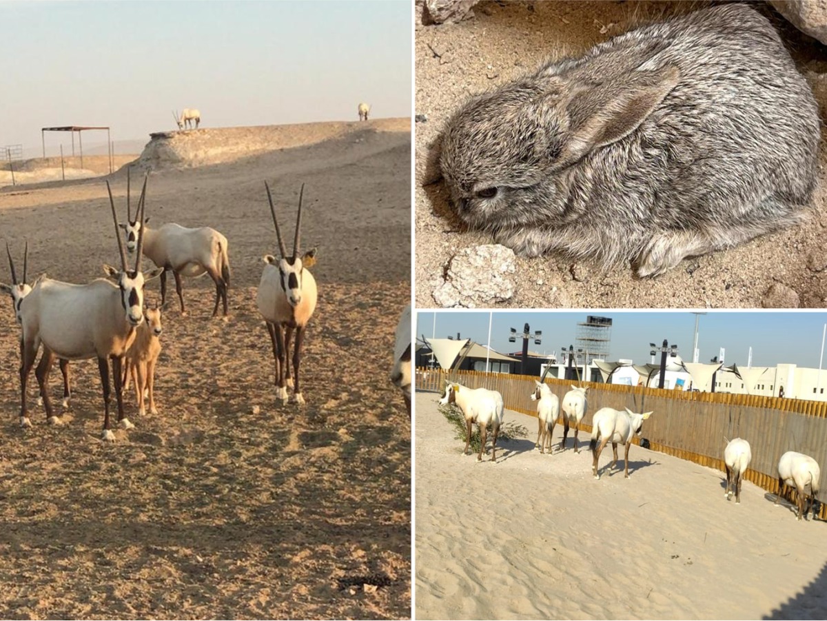 Qatar preserves 2,970 heads of nine endangered species of wildlife ...