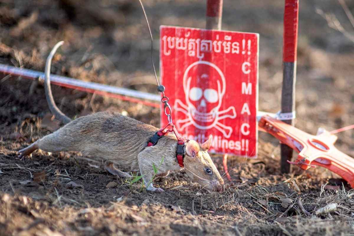 Rat earns world record for sniffing landmines in Cambodia | The ...
