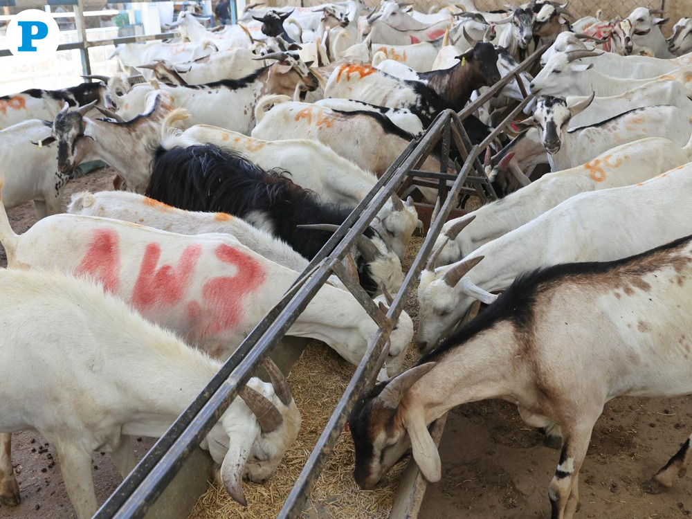 Local farms boost sheep supply ahead of Eid | The Peninsula Qatar