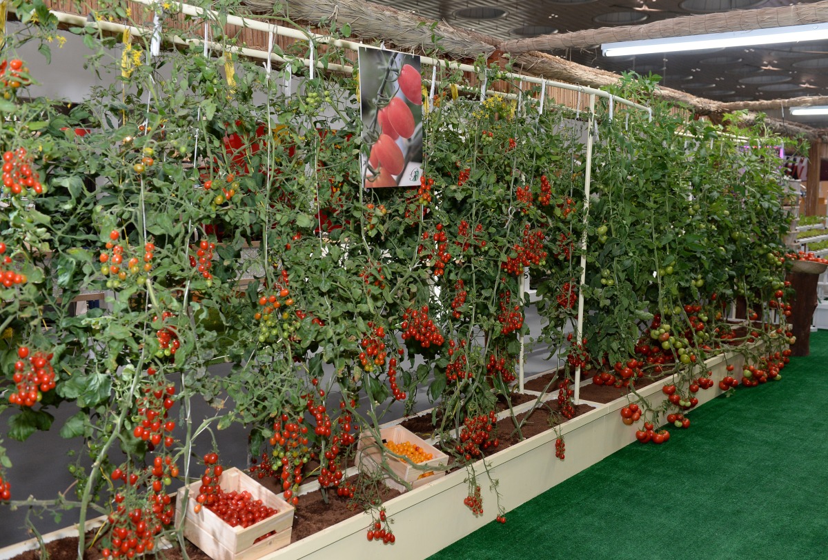Qatar accelerates agricultural innovation to ensure food security | The ...